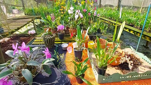 Conexão Verde: Aprenda a replantar orquídea de forma correta Conexão Verde: Aprenda a replantar orquídea de forma correta